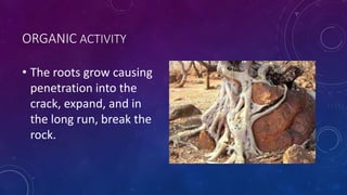 EXOGERMIC PROCESS.pptx