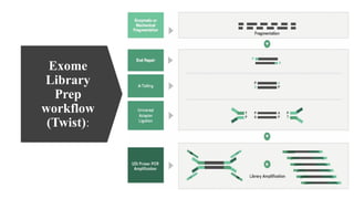 An exome library is a collection of DNA fragments that are prepared for ...