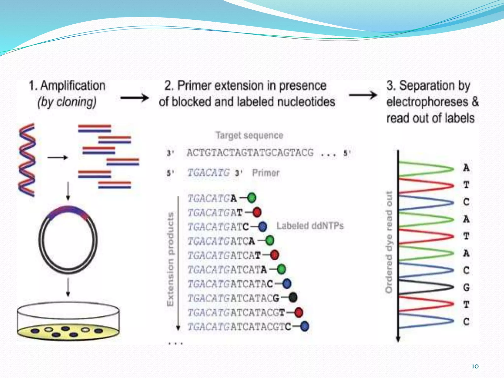 Exome seuencing (steps, method, and applications) | PPTX