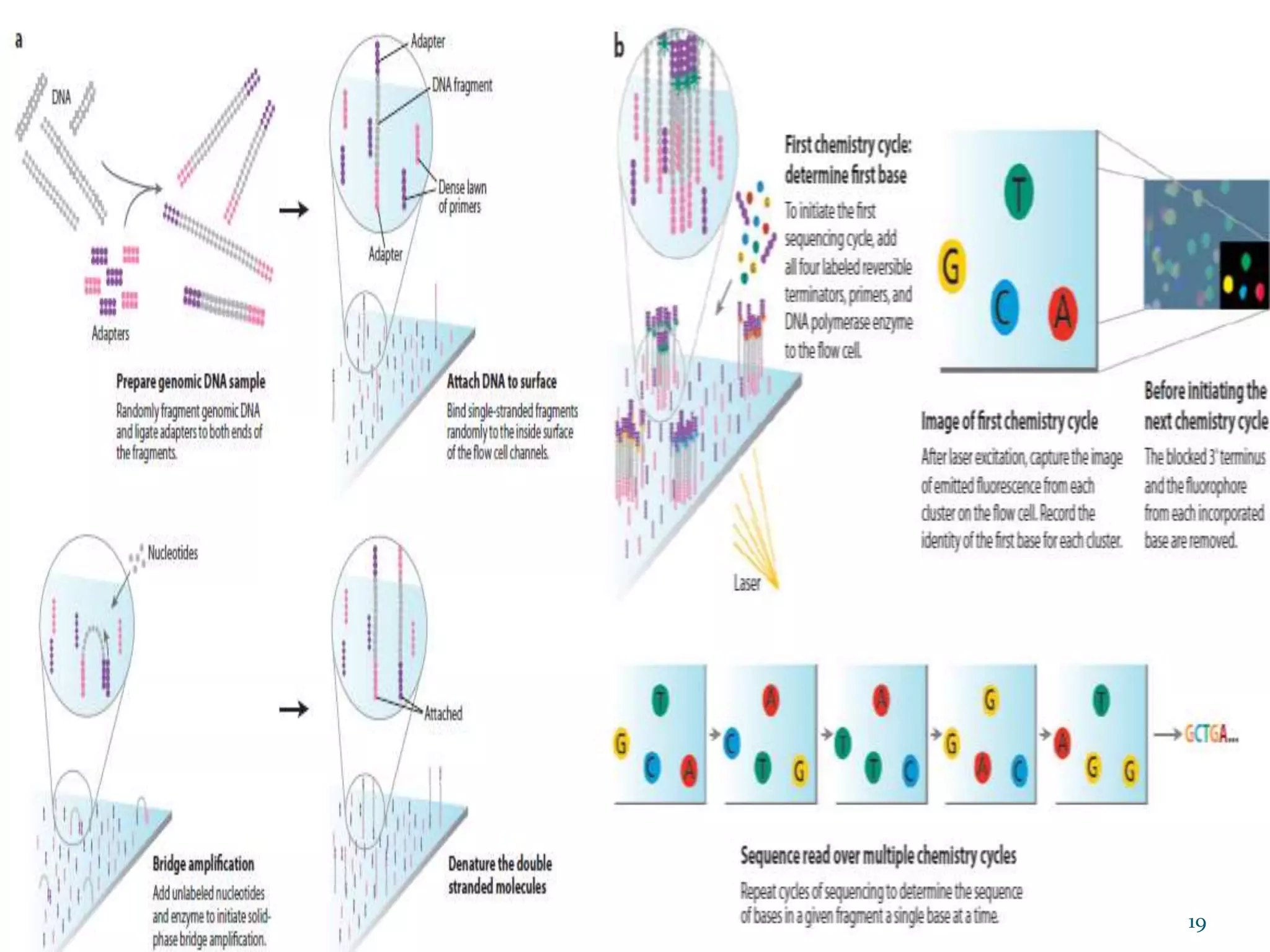 Exome seuencing (steps, method, and applications) | PPTX