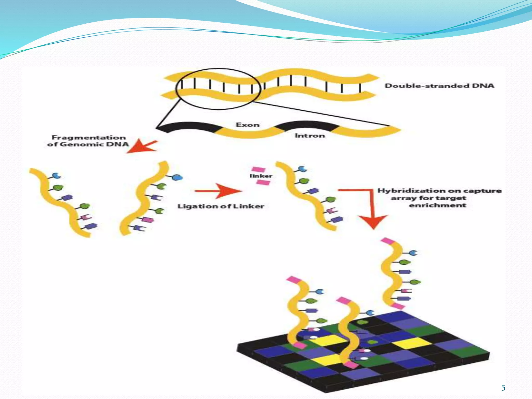 Exome seuencing (steps, method, and applications) | PPTX