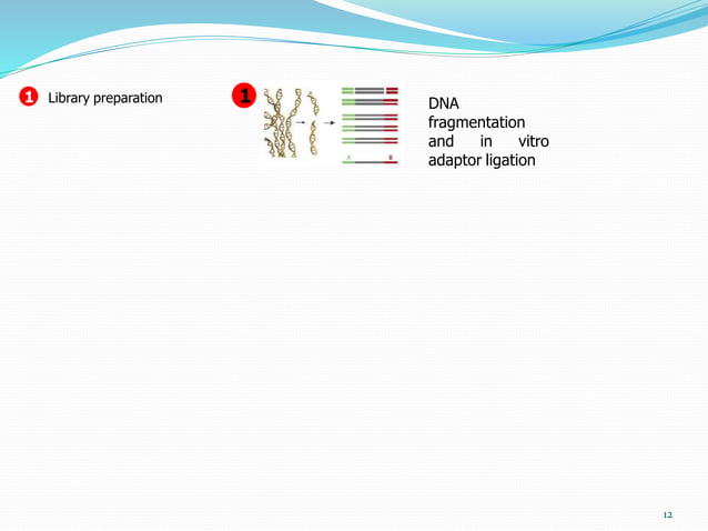 Exome seuencing (steps, method, and applications) | PPTX