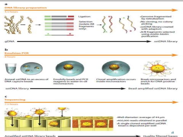Exome seuencing (steps, method, and applications) | PPTX