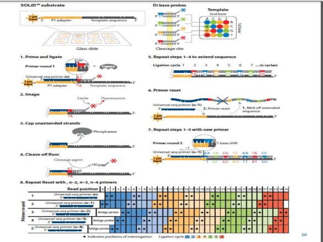 Exome seuencing (steps, method, and applications) | PPTX