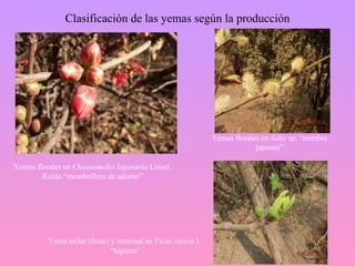 Exomorfologia de angiospermas 1 | PPT
