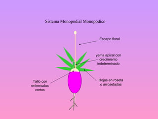 Exomorfologia de angiospermas 1 | PPT