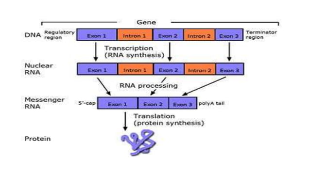 EXONS.pptx | Programming Languages | Computing