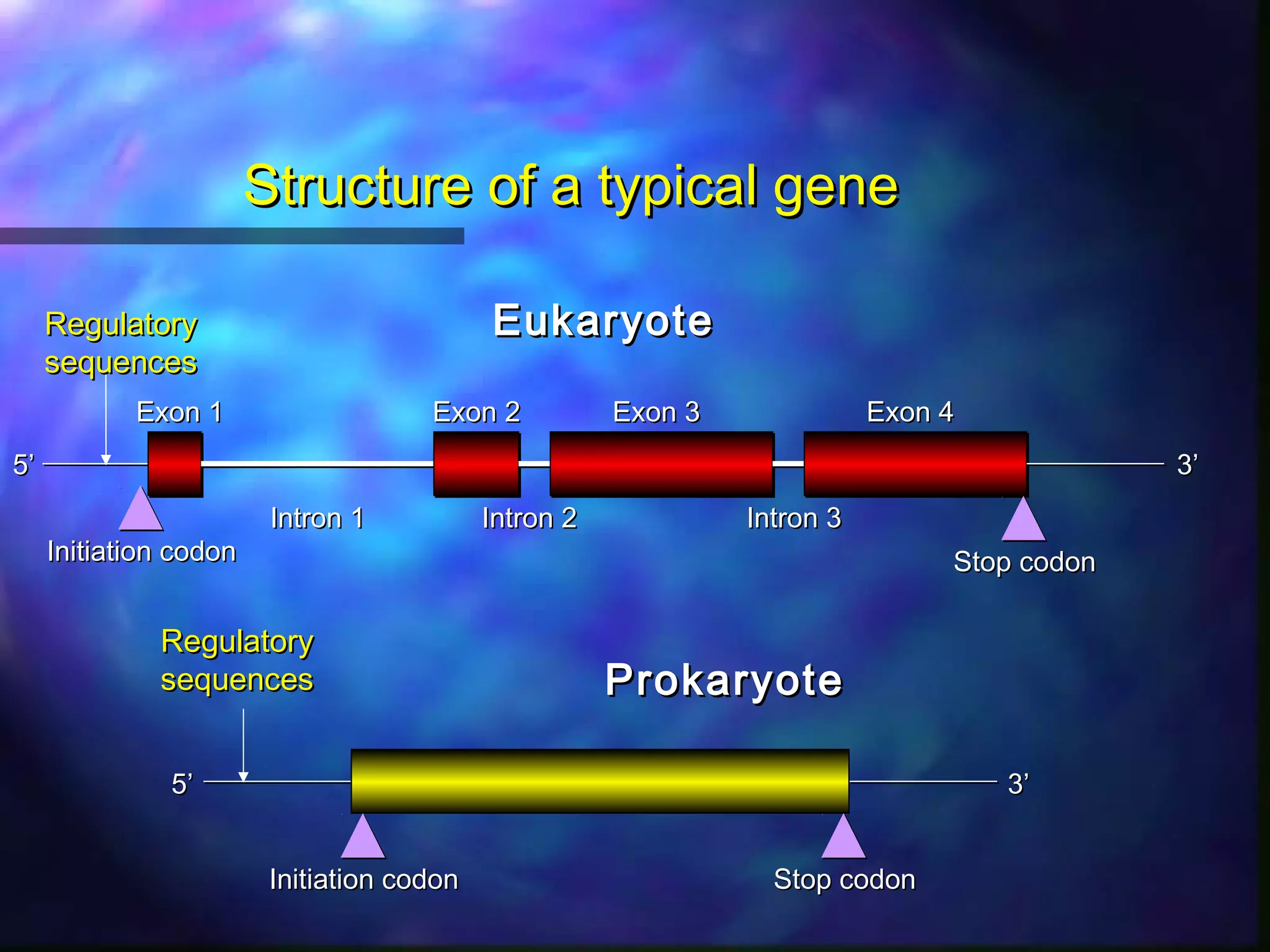 Exon shuffling | PPT