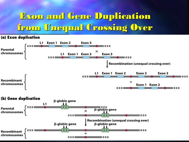 Exon shuffling | PPT | Programming Languages | Computing