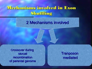 Exon shuffling | PPT