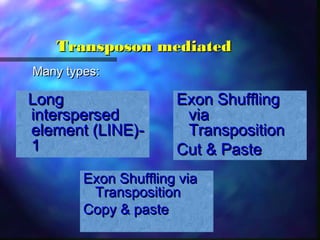 Exon shuffling | PPT