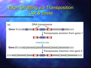 Exon shuffling | PPT