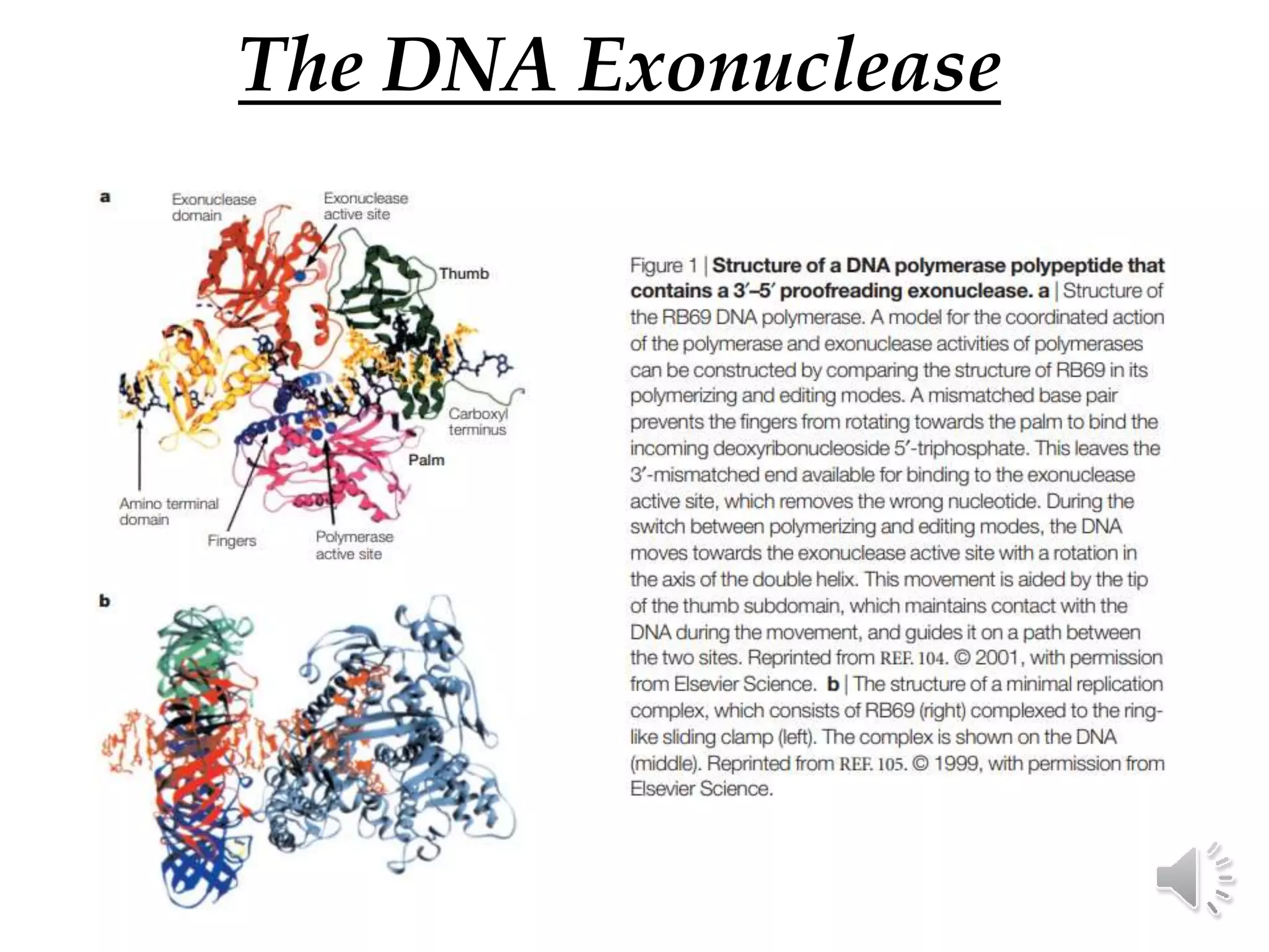 Exonuclease | PPTX