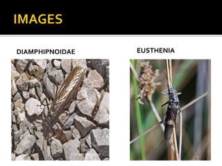 Exopterygote insects - order 5 , 6, 7 | PPT