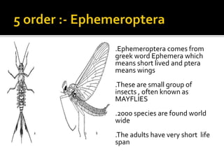 Exopterygote insects - order 5 , 6, 7 | PPT