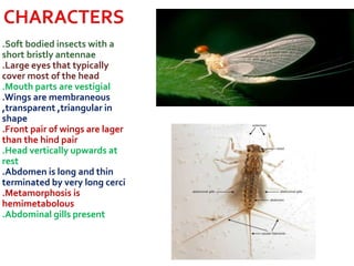 Exopterygote insects - order 5 , 6, 7 | PPT