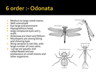 Exopterygote insects - order 5 , 6, 7 | PPT