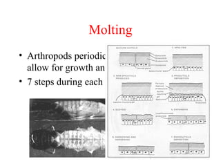 Exoskeleton&molting of insects | PPT