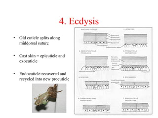 Exoskeleton&molting of insects | PPT