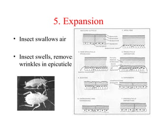 Exoskeleton&molting of insects | PPT