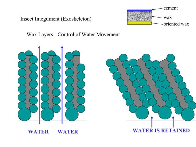 Exoskeleton Molting Of Insects Ppt Chemistry Science