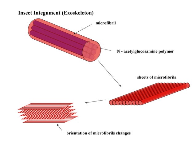 Exoskeleton&molting of insects | PPT | Chemistry | Science