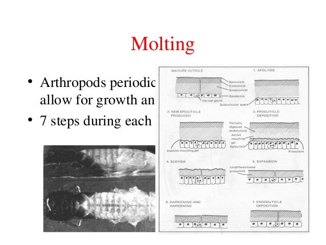 Arthropod Molting