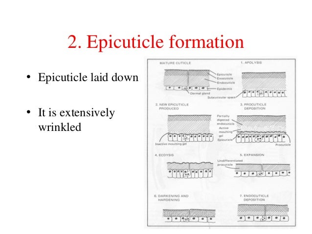 Exoskeleton&molting of insects
