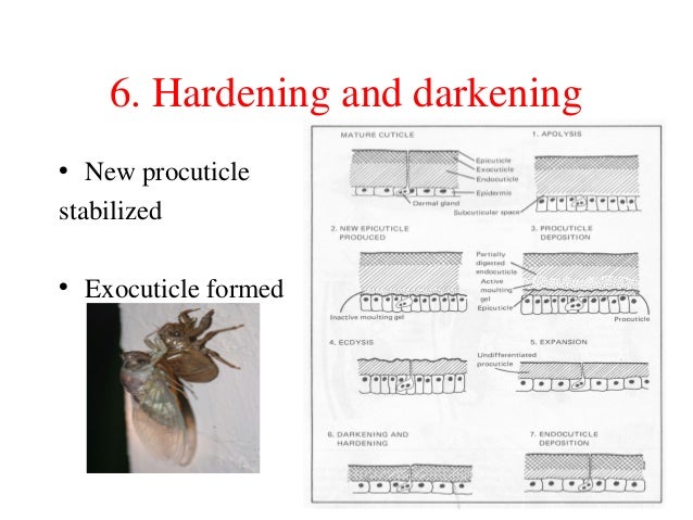 Exoskeleton&molting of insects