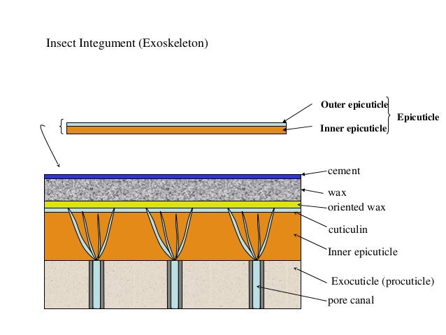 Exoskeleton&molting of insects
