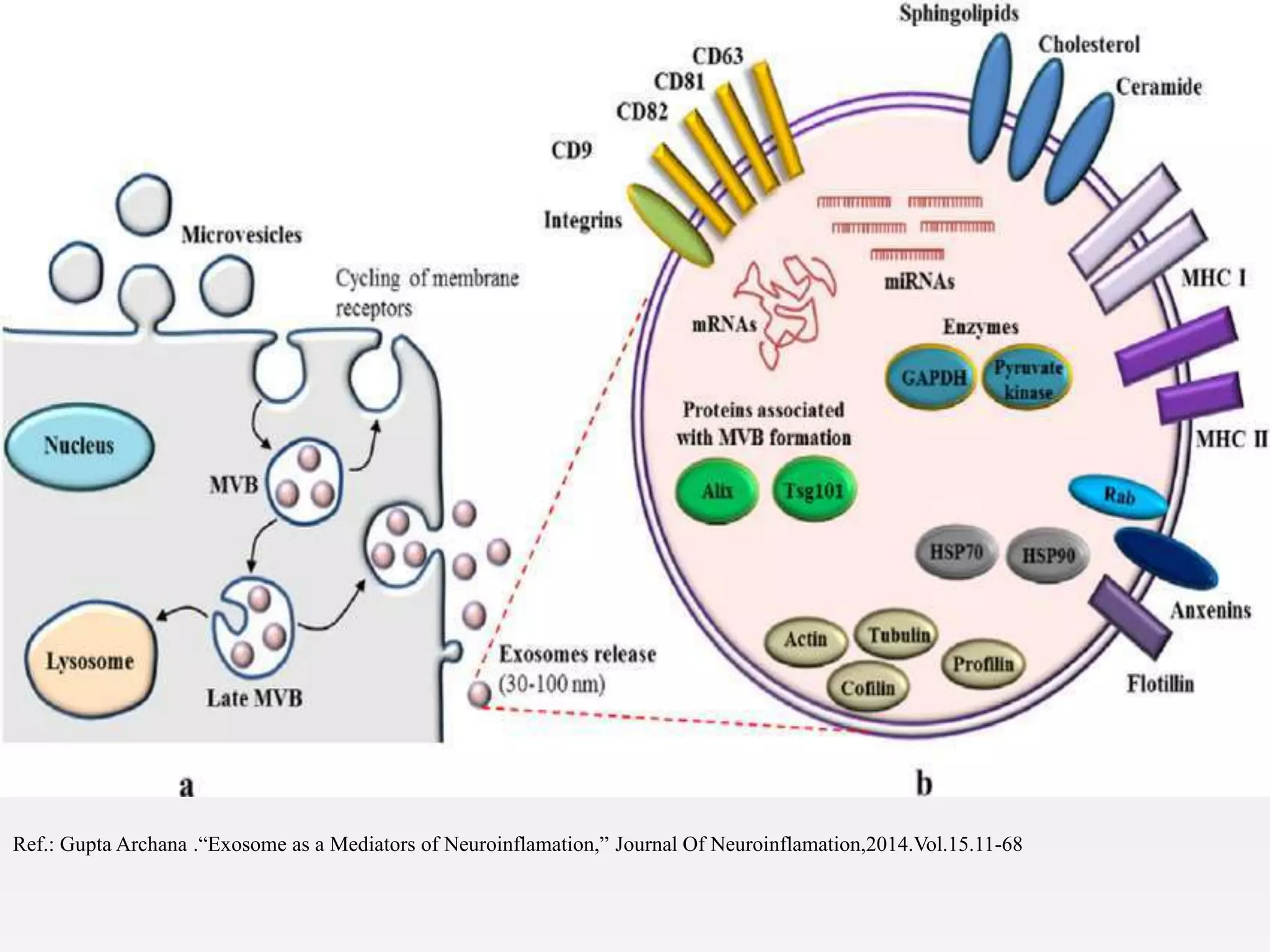 Exosome | PPSX