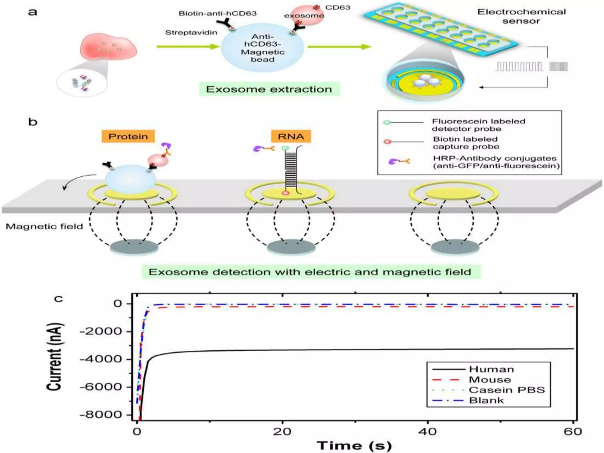 Exosome | PPSX