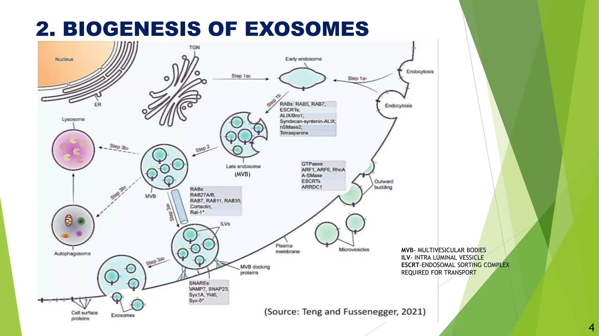 exosome drug delivery system.pptx