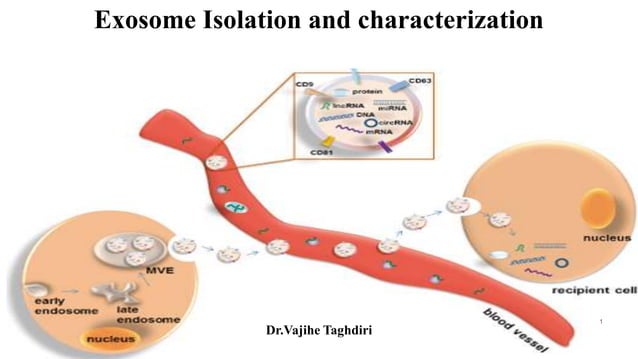 Exosome isolation and characterization | PPTX