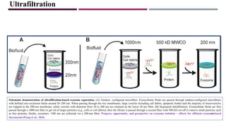 Exosome isolation and characterization | PDF