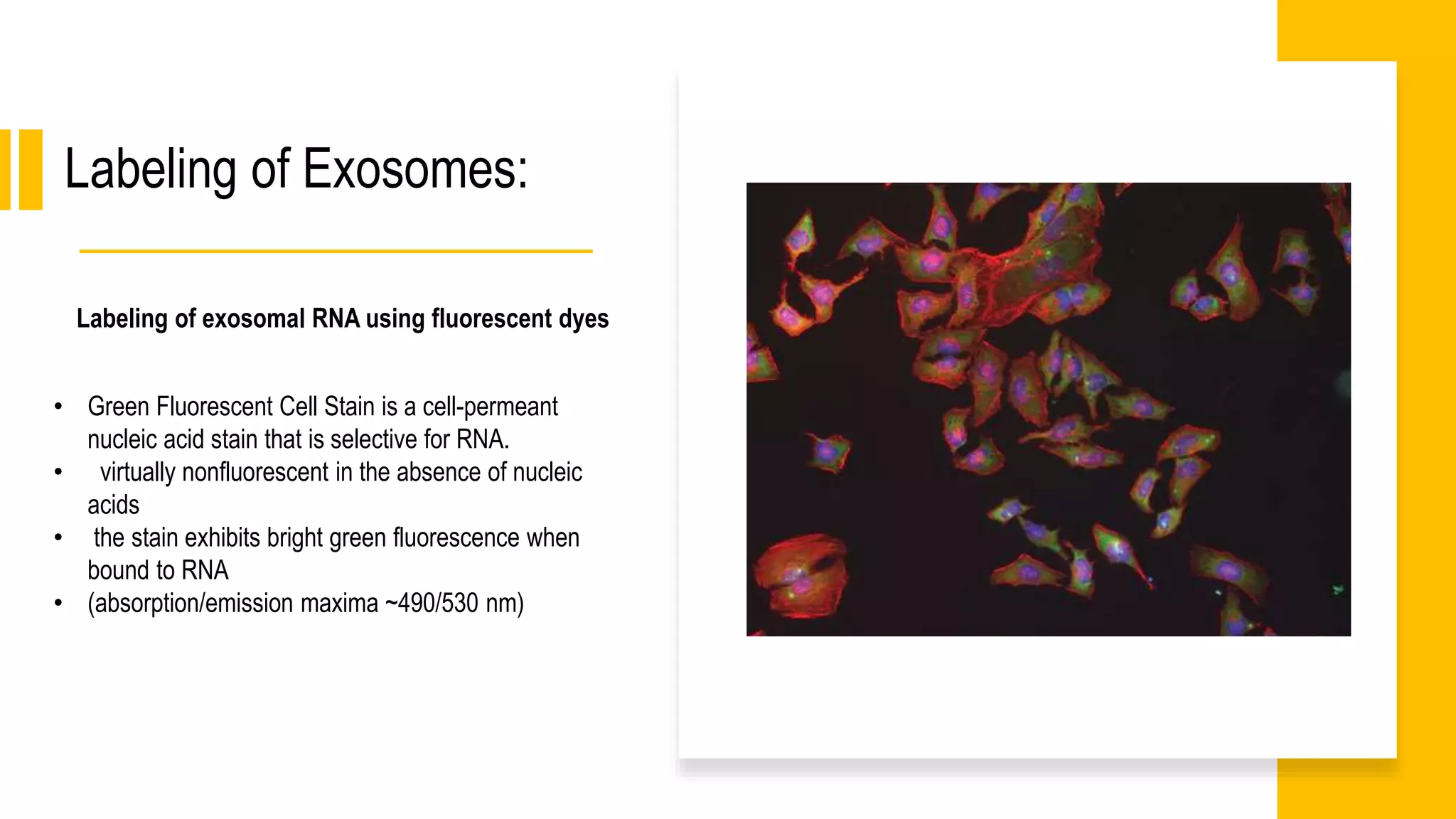 Exosomes.final.pptx | Biological Sciences | Science