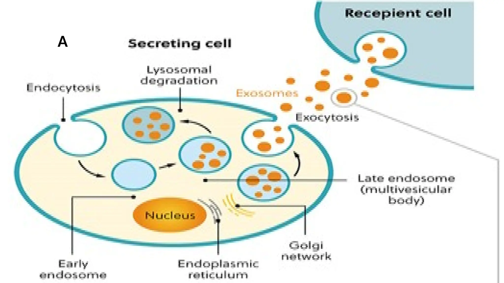 EXOSOMES-DISCOVERY-SEPARATION AND FUTUR USE IN DIAGNOSIS AND THERAPY ...