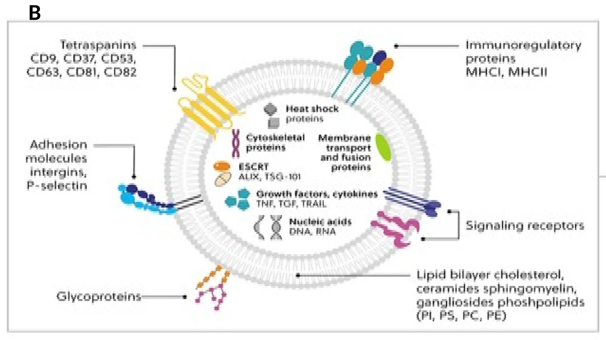 EXOSOMES-DISCOVERY-SEPARATION AND FUTUR USE IN DIAGNOSIS AND THERAPY ...