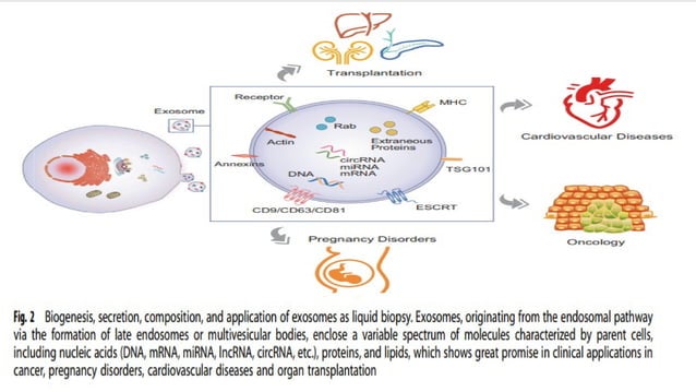 EXOSOMES-DISCOVERY-SEPARATION AND FUTUR USE IN DIAGNOSIS AND THERAPY ...