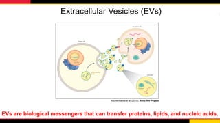 Exosomes: Exploiting the Diagnostic and Therapeutic Potential of Nature ...