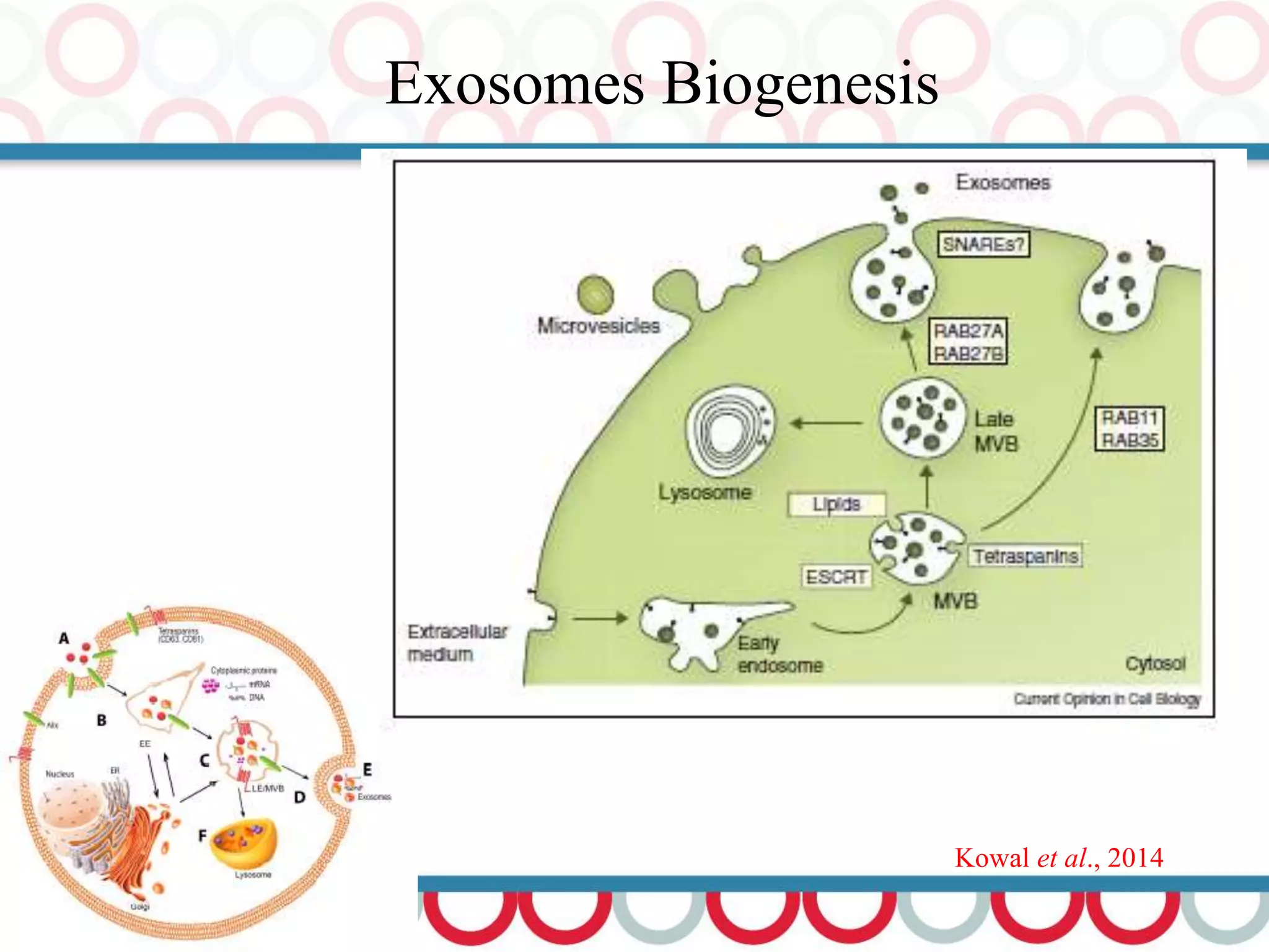 Exosomes - Diagnostics and Therapeutics | PPTX