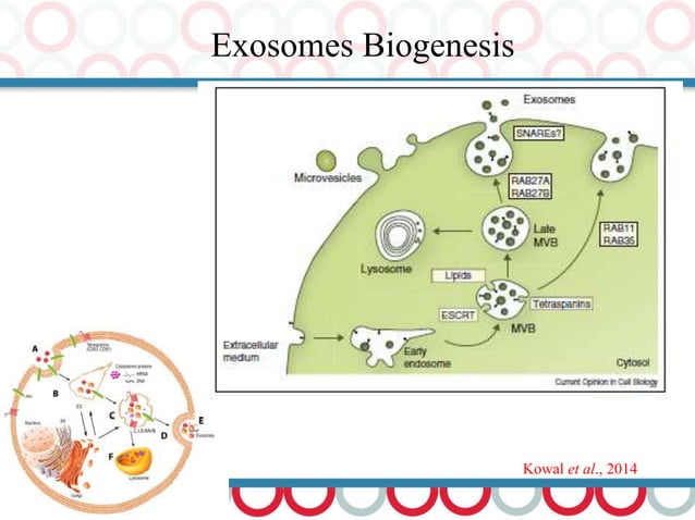 Exosomes - Diagnostics and Therapeutics | PPTX