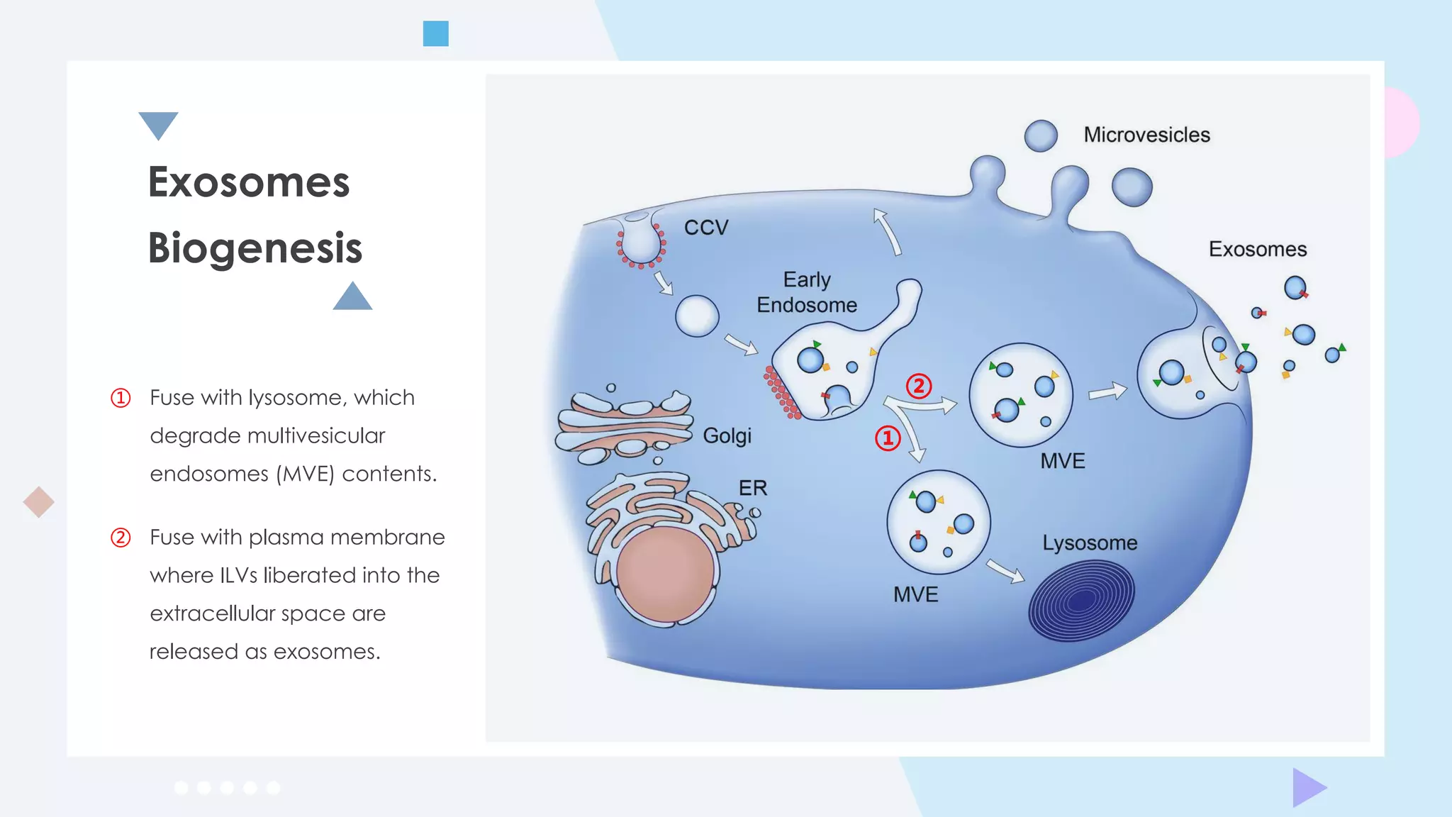 Exosomes Biogenesis&Therapeutics | PDF