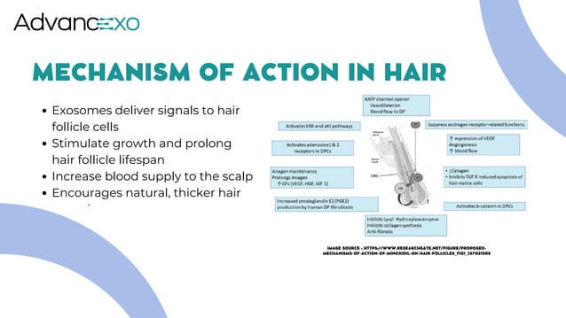 Exosomes in Aesthetics: Revolutionary Treatments for Hair & Skin ...