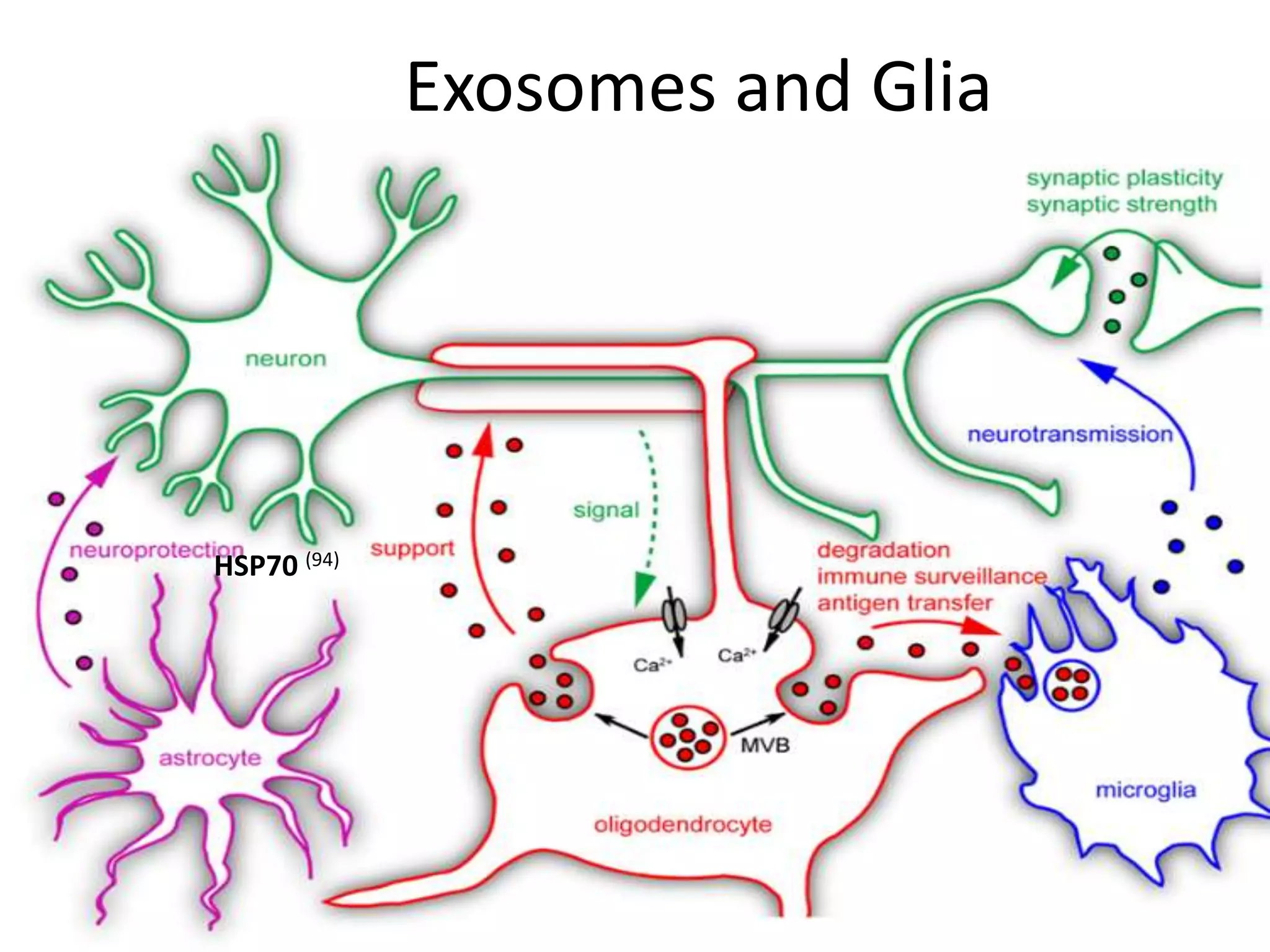 Exosomes in stroke pathogenesis and therapy: A Review | PPTX