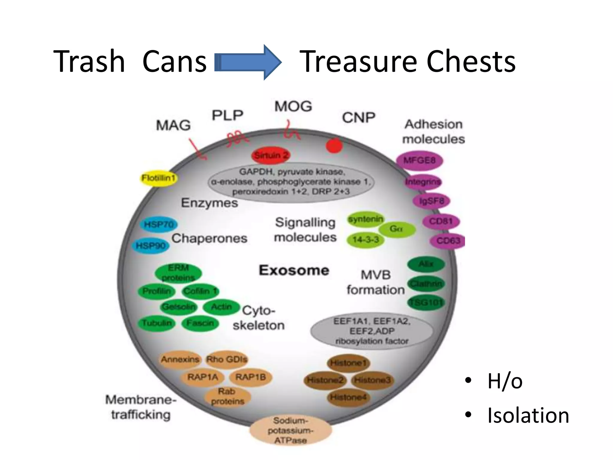 Exosomes in stroke pathogenesis and therapy: A Review | PPTX