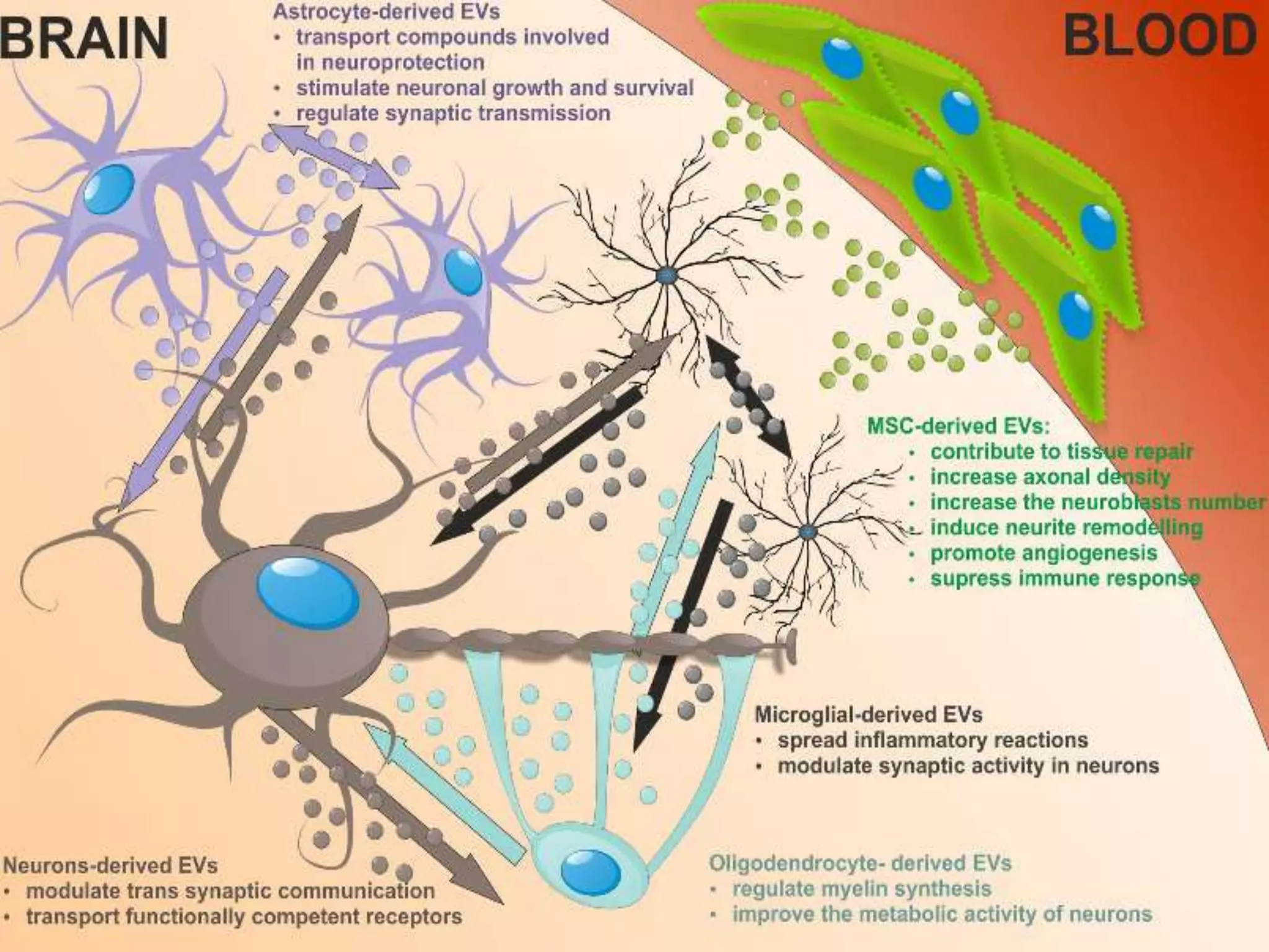 Exosomes in stroke pathogenesis and therapy: A Review | PPTX