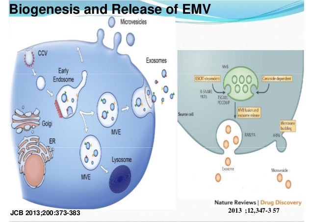 Exosomes lecture Exosomes lecture