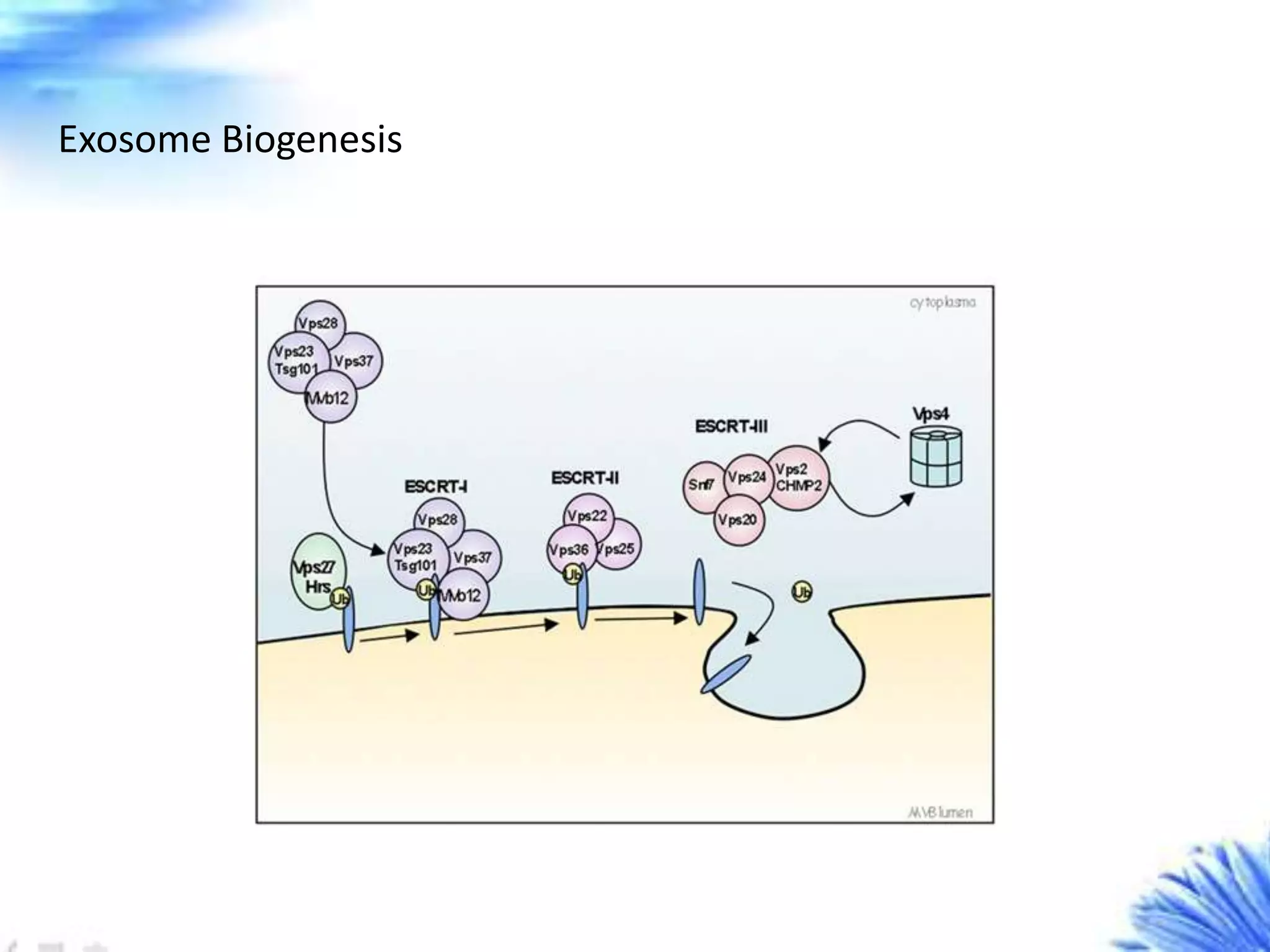 Exosomes pathway-creative diagnostics | PPT