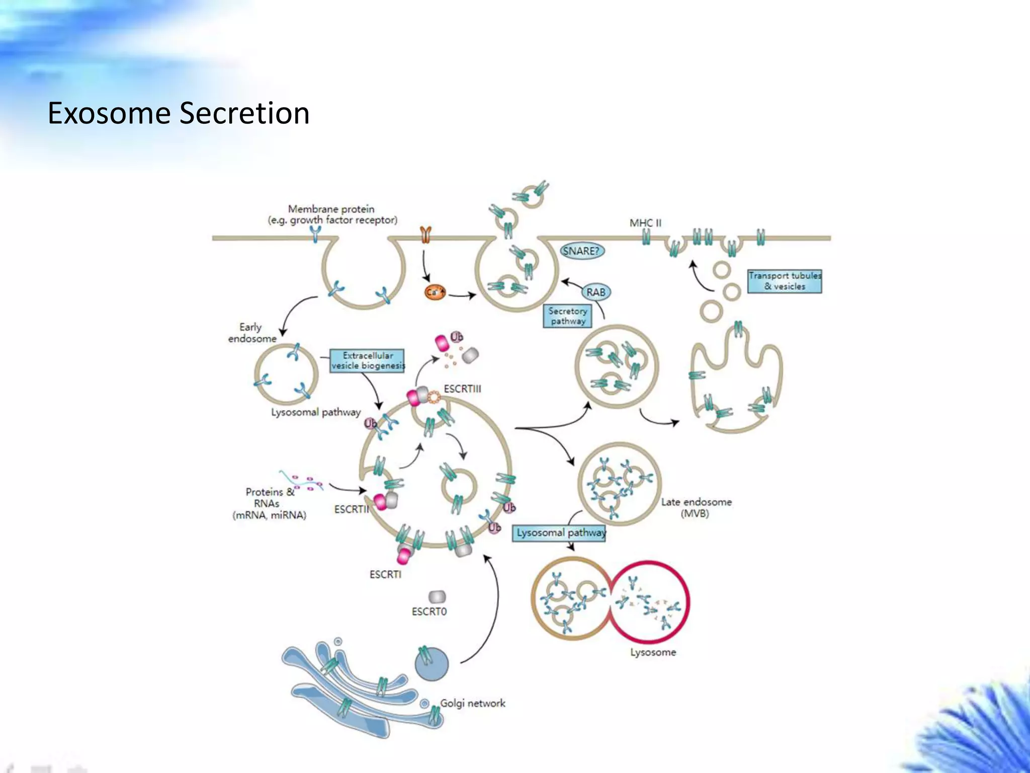 Exosomes pathway-creative diagnostics | PPT